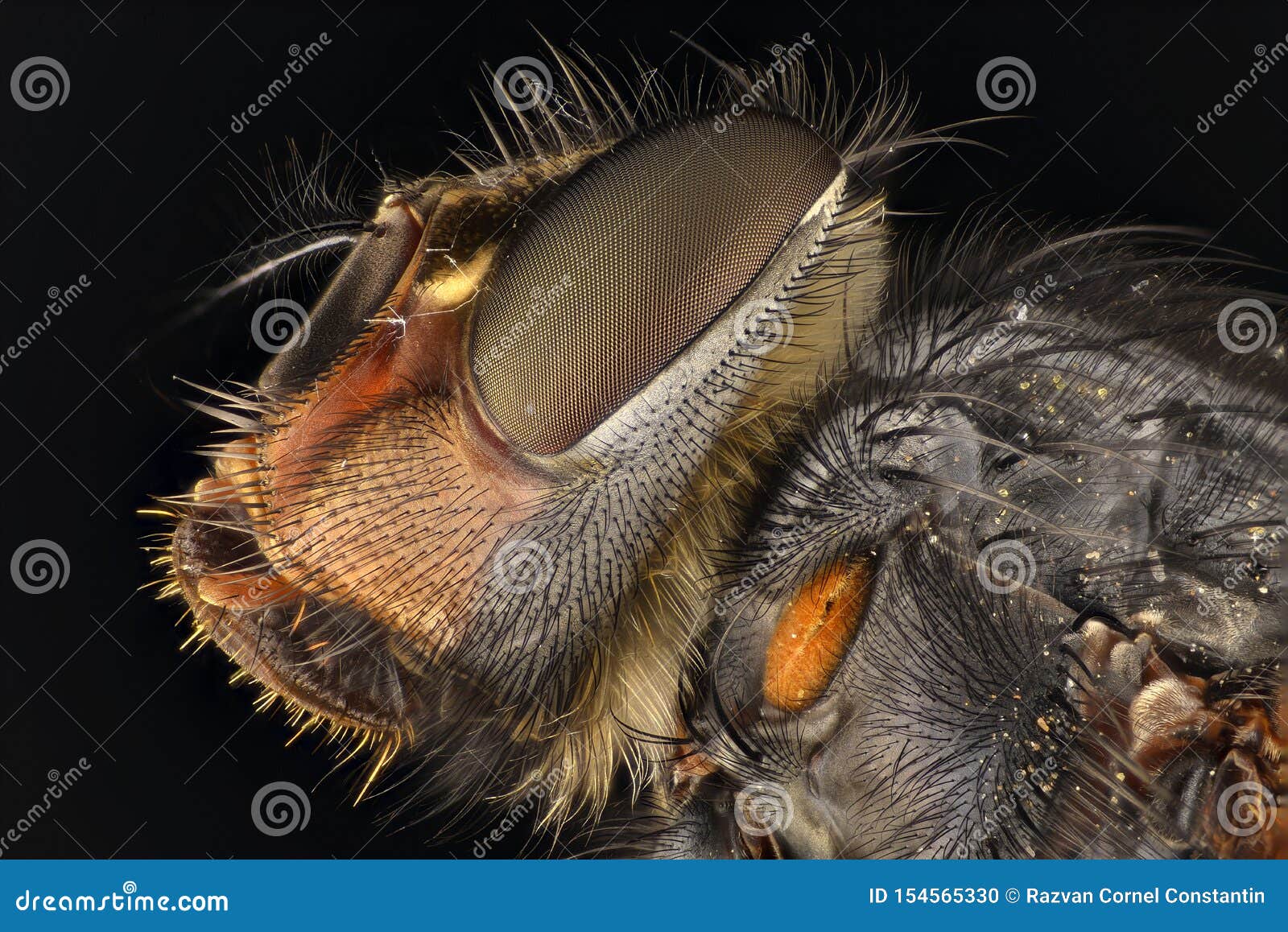 Extreme Magnification - Fly Head with Compound Eyes Stock Photo - Image ...