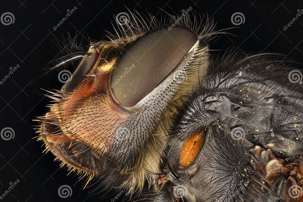 Extreme Magnification - Fly Head with Compound Eyes Stock Photo - Image ...