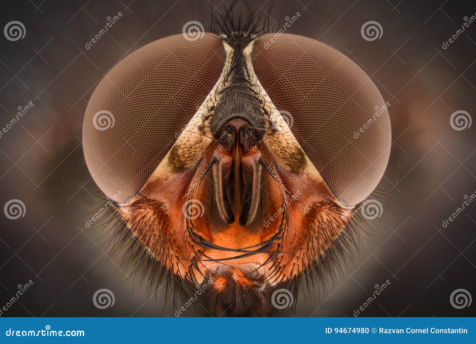 Extreme Magnification - Fly Head, Front View Stock Photo - Image of ...