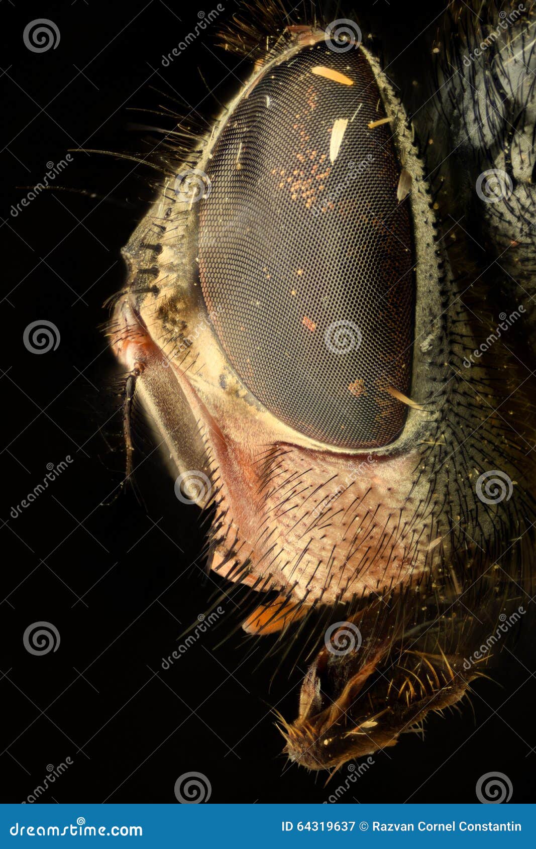 Extreme Magnification - Fly Head Stock Image - Image of colors, macro ...