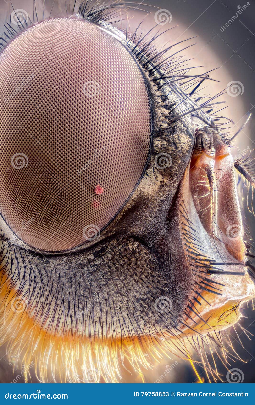 Extreme Magnification - Fly Head, Side View Stock Image - Image of ...