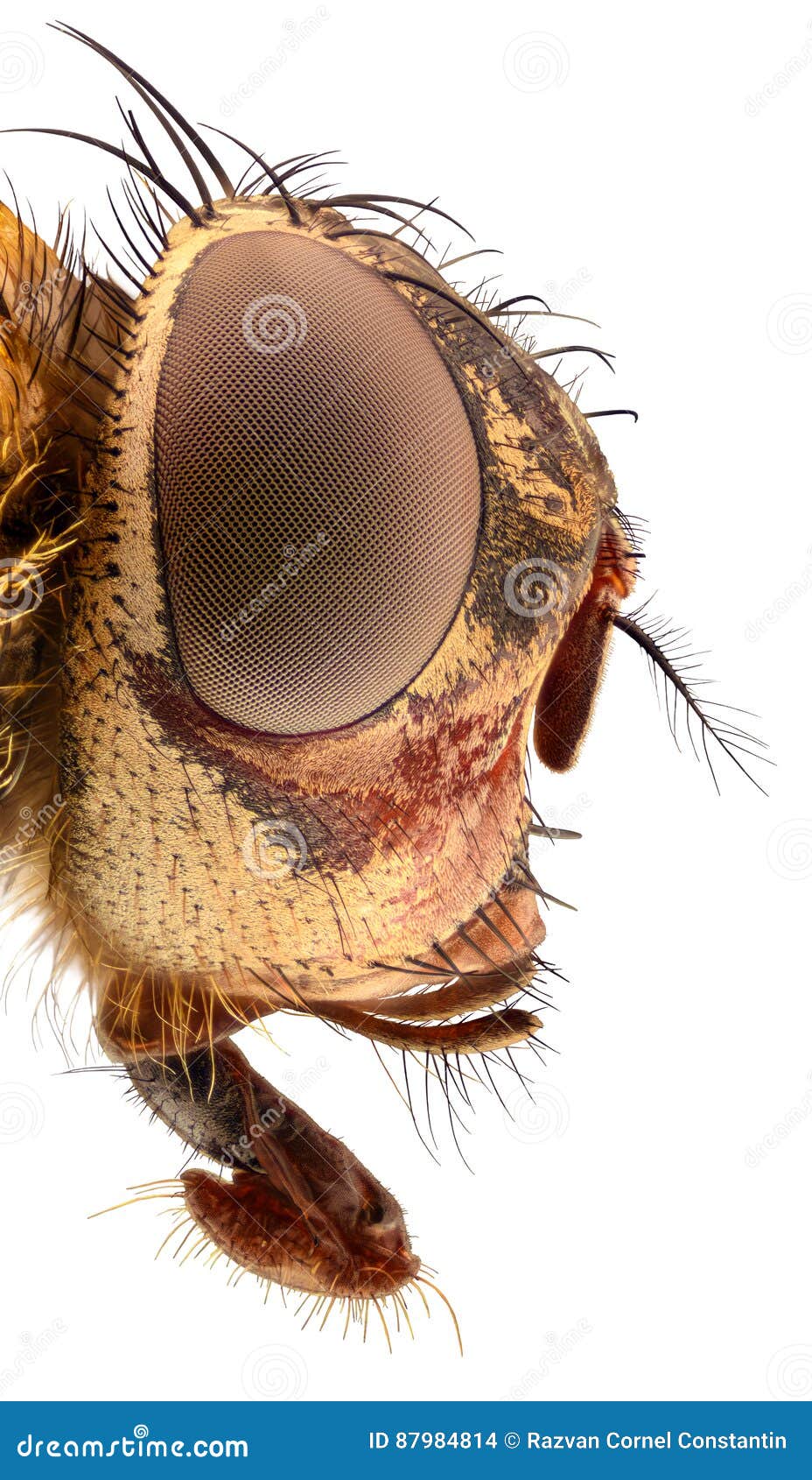 Extreme Magnification - Fly Head, Side View Stock Photo - Image of head ...