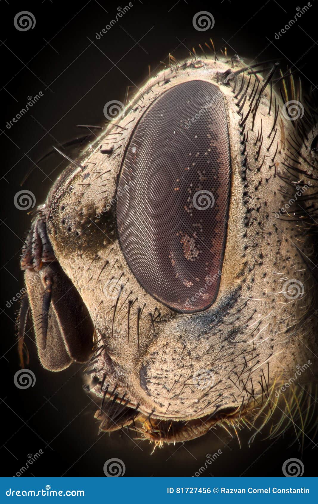 Extreme Magnification - Fly Head, Side View Stock Photo - Image of ...