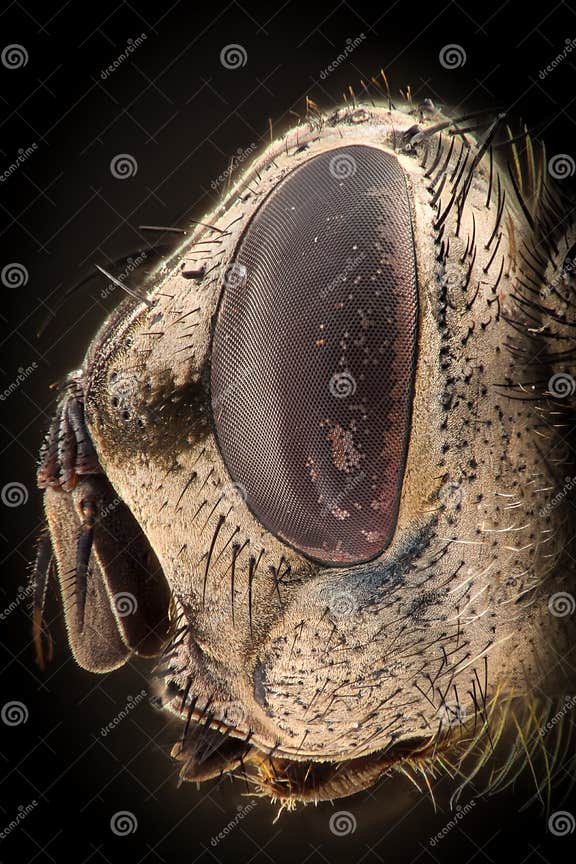 Extreme Magnification - Fly Head, Side View Stock Photo - Image of ...