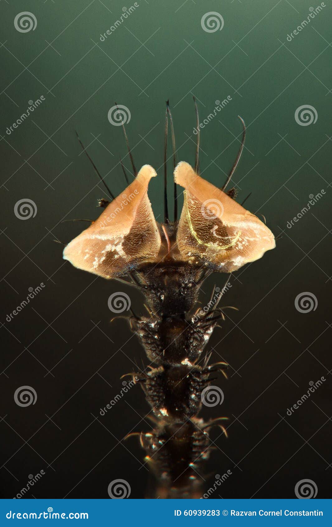 Extreme Magnification - Fly, Paw Stock Image - Image of habitat, focus ...