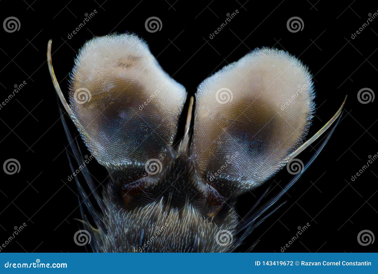 Extreme Magnification - Fly Paw at Microscope, 50x Magnification Stock ...