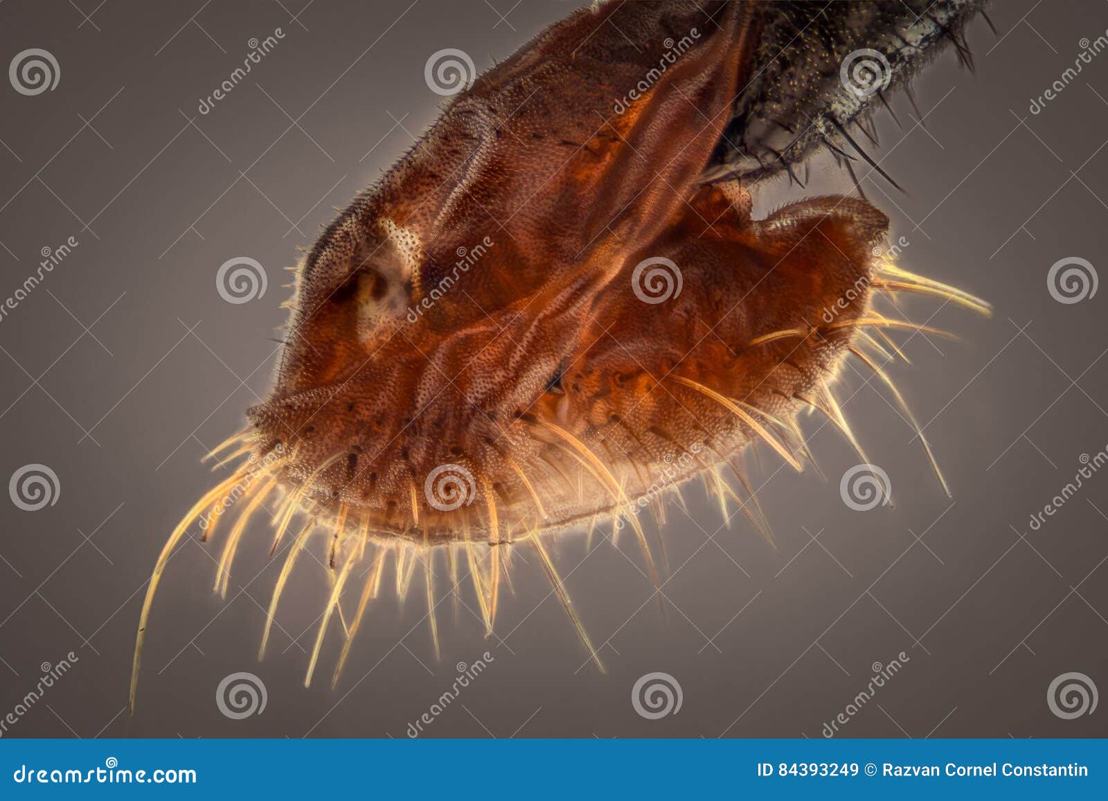 Extreme Magnification - Fly Proboscis, Stock Image - Image of front ...