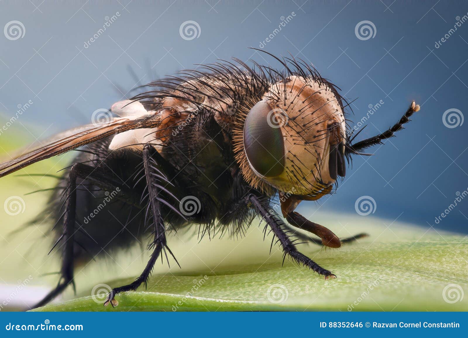 Extreme Magnification - Fly Sitting on a Leaf and Waving Stock Photo ...