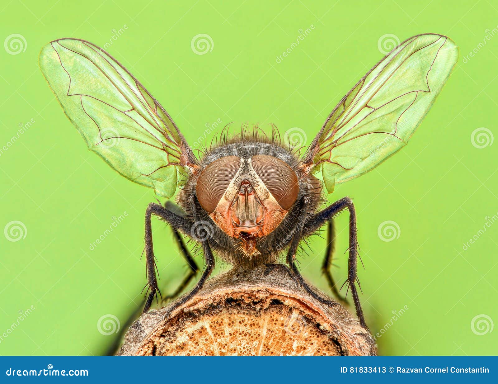 Extreme Magnification - Fly with Spread Wings Stock Image - Image of ...