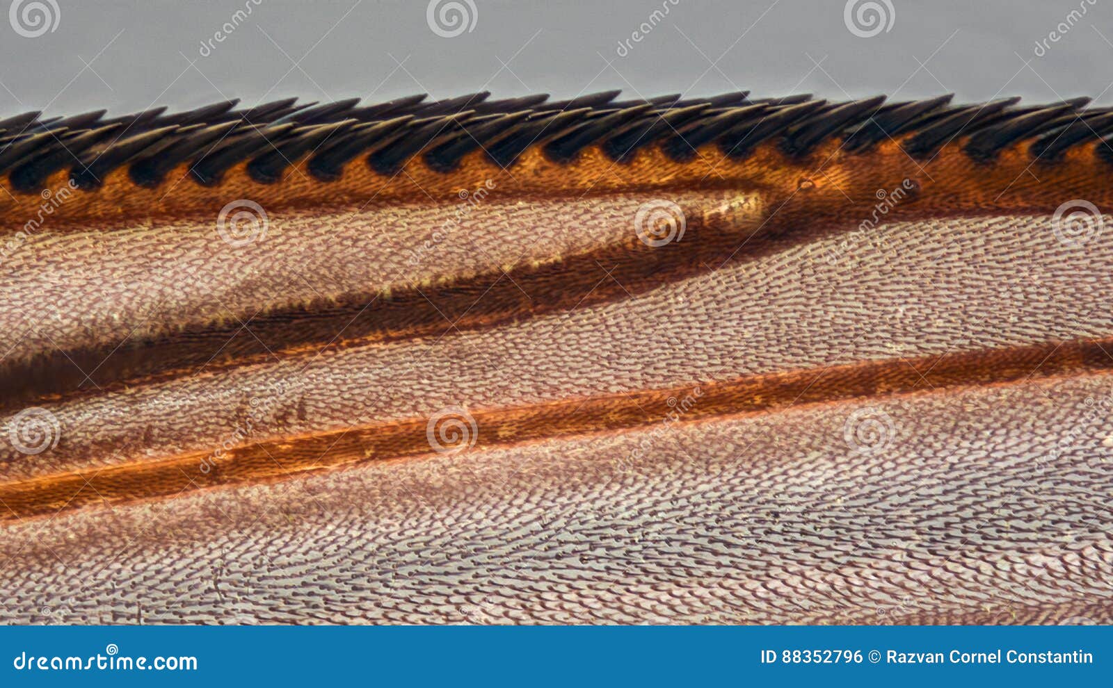 Extreme Magnification - Fly Wing Details at 20x Stock Photo - Image of ...