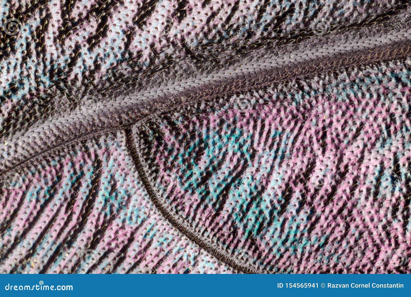 Extreme Magnification - Fly Wing Under the Microscope Stock Image ...