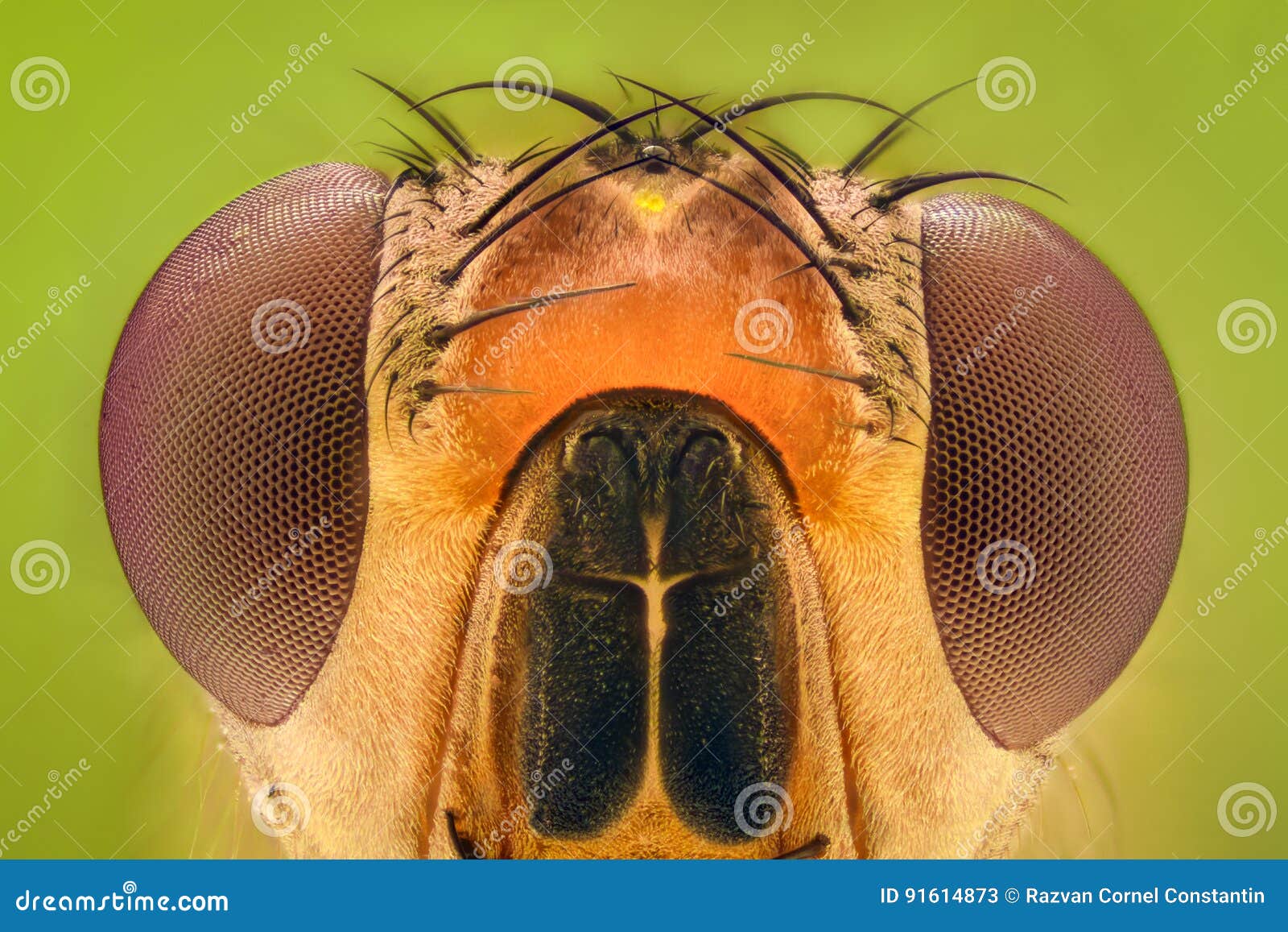 Extreme Magnification - Butterfly Wing Under The Microscope, 100x ...