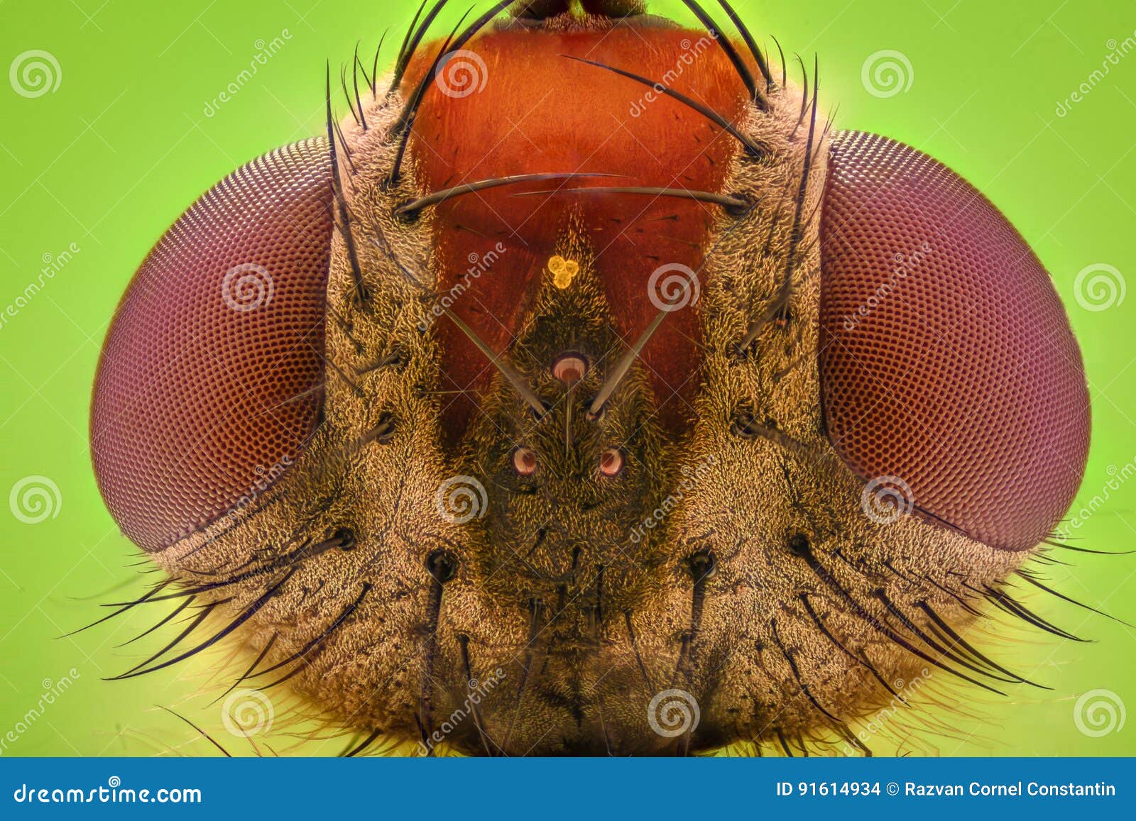 Extreme Magnification - Fruit Fly Stock Photo - Image of head, common ...