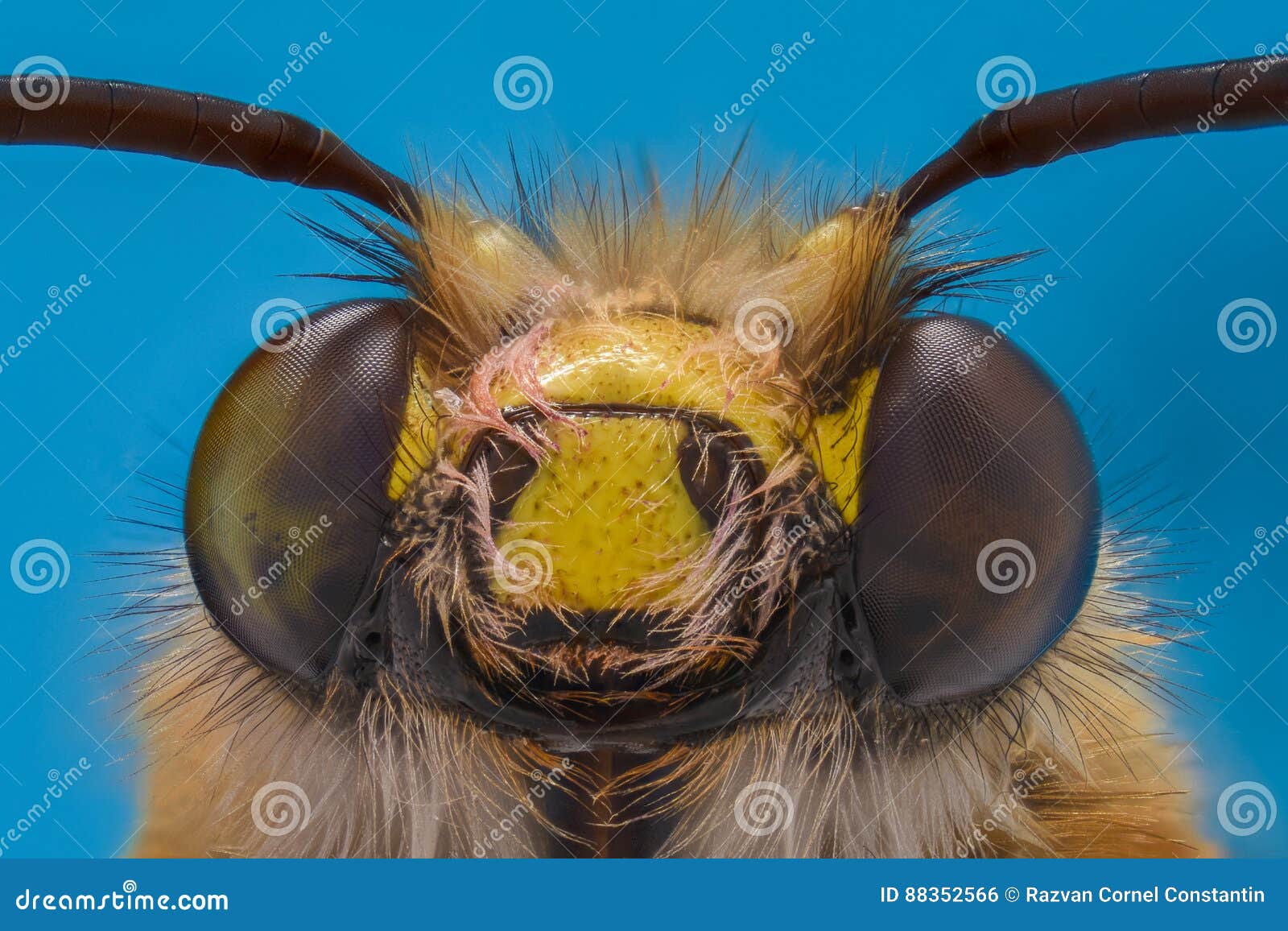Extreme Magnification - Honey Bee, Front View Stock Photo - Image of ...