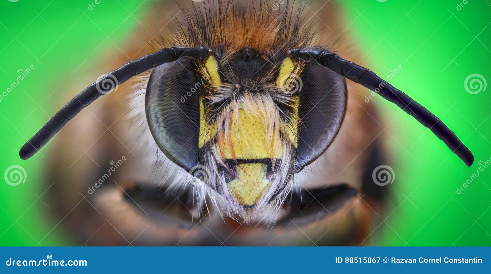 Extreme Magnification - Honey Bee, Front View Stock Image - Image of ...