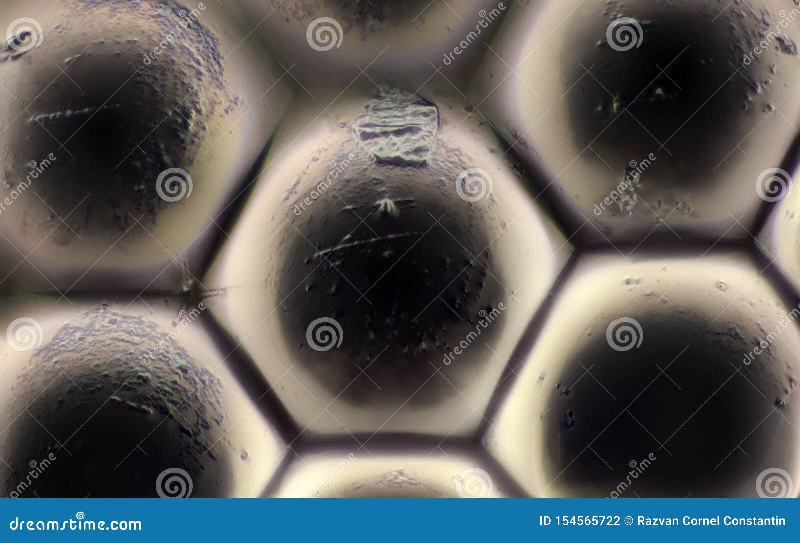 Extreme Magnification - Horse Fly Compound Eye , 100x Magnification ...