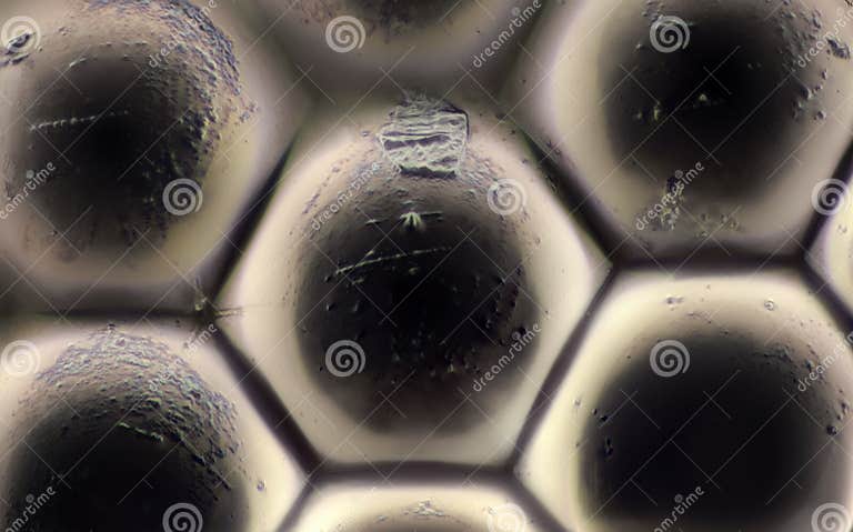 Extreme Magnification - Horse Fly Compound Eye , 100x Magnification ...