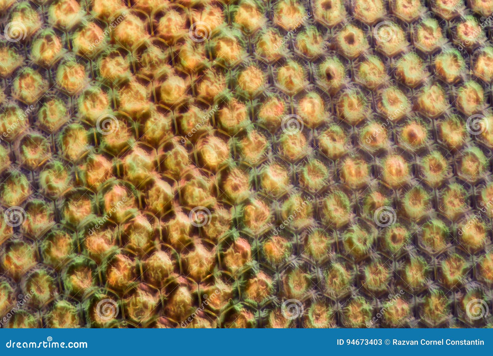 Extreme Magnification - Horse Fly Compound Eye Under the Microscope ...