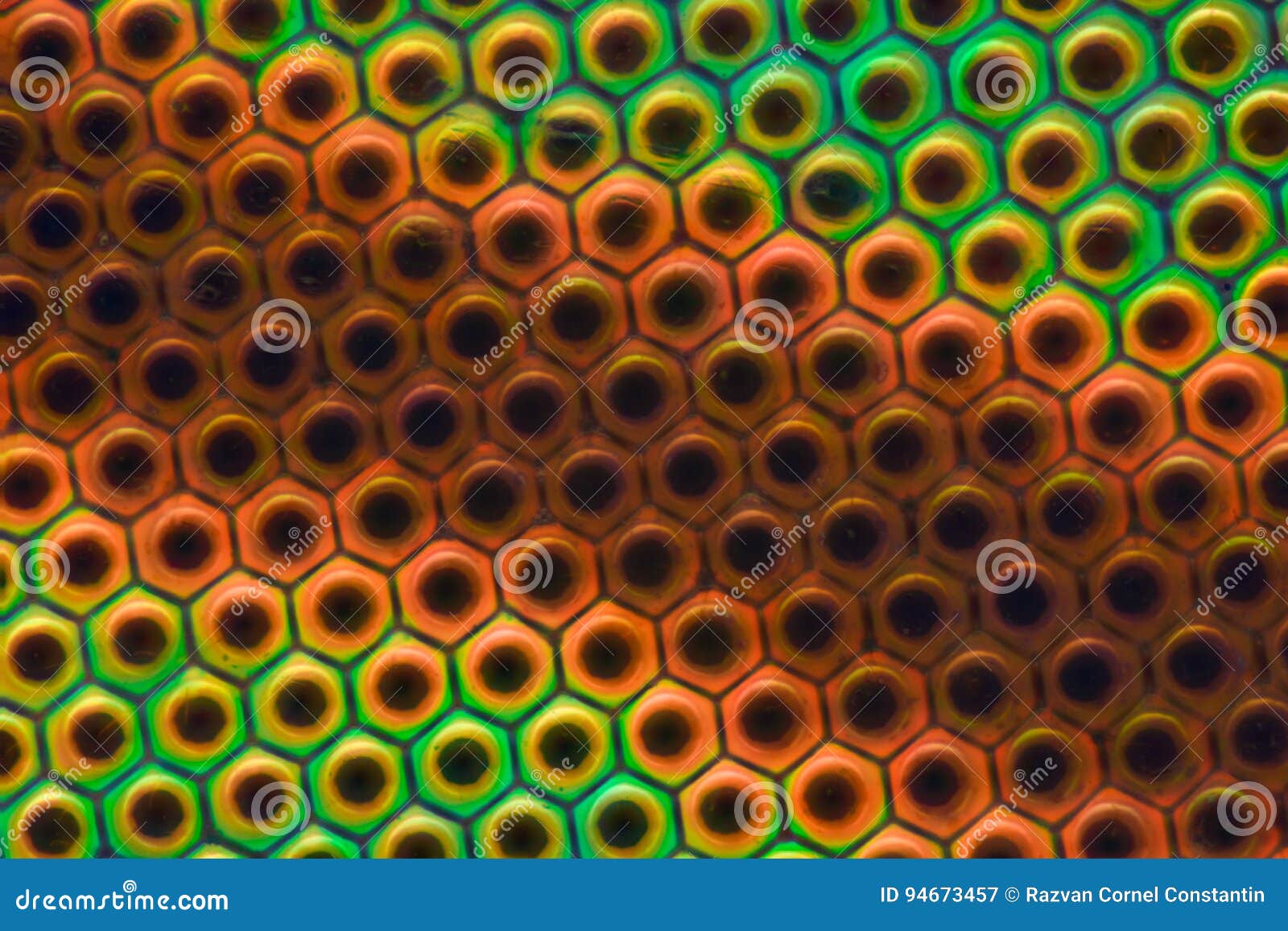 Extreme Magnification - Horse Fly Compound Eye Under the Microscope ...