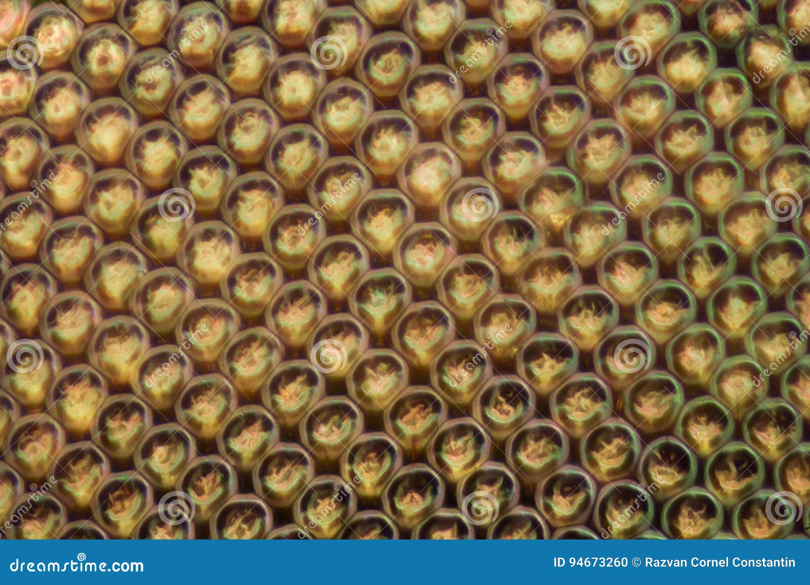 Extreme Magnification - Horse Fly Dried Compound Eye Under the ...