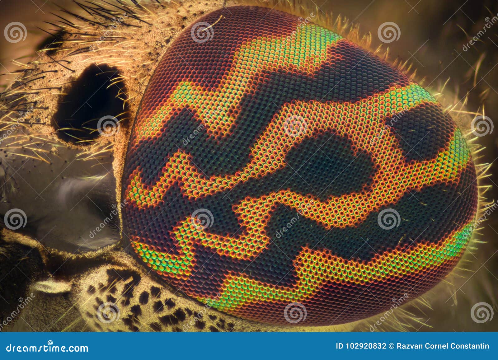Extreme Magnification - Horsefly Eye Stock Photo - Image of hybomitra ...