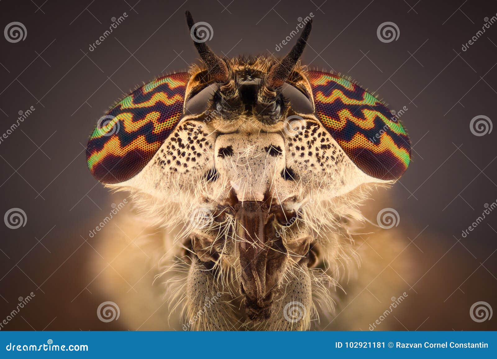 Extreme Magnification - Horsefly Stock Image - Image of bite ...