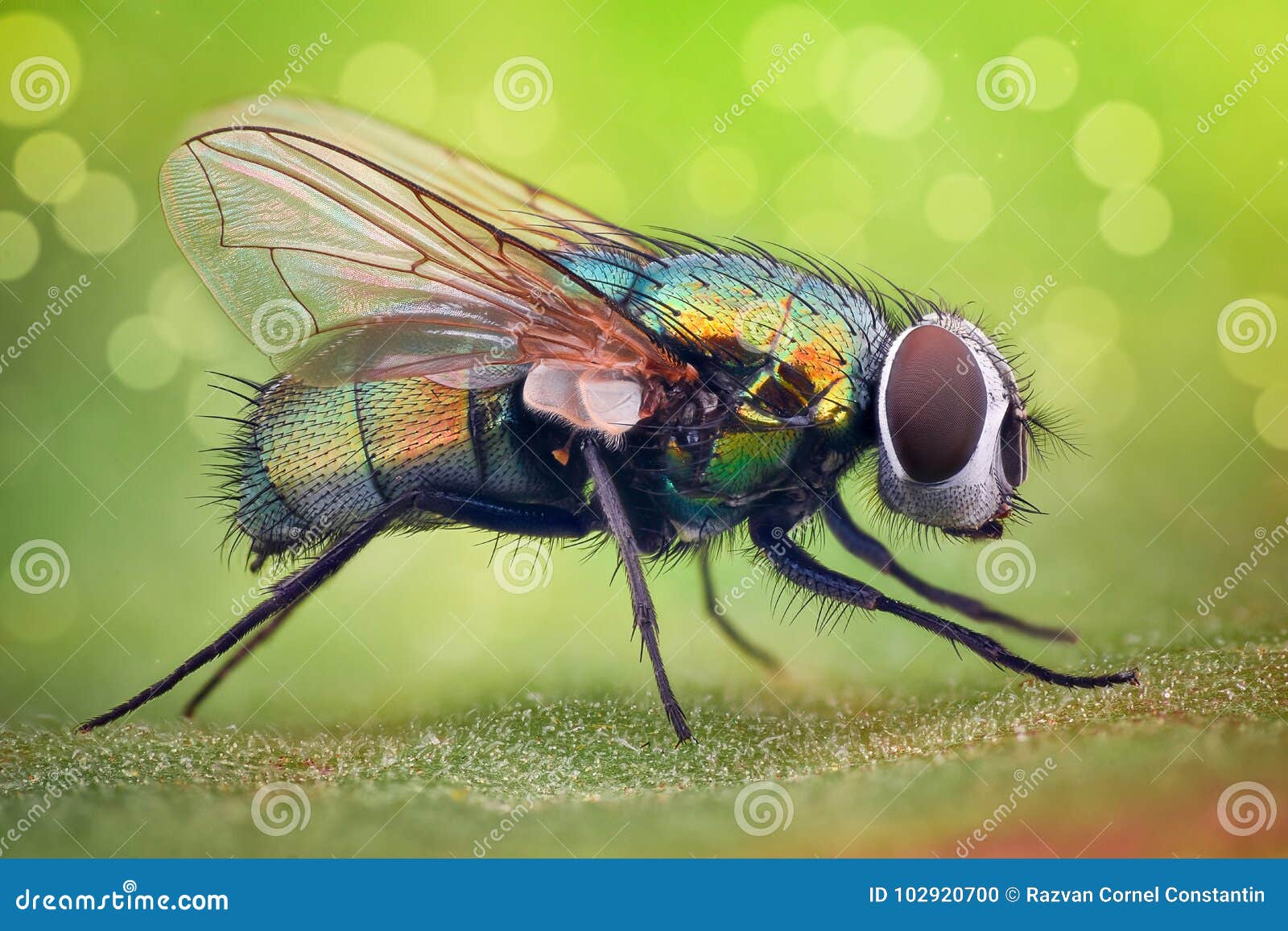 Extreme Magnification - House Fly Stock Photo - Image of detail, branch ...