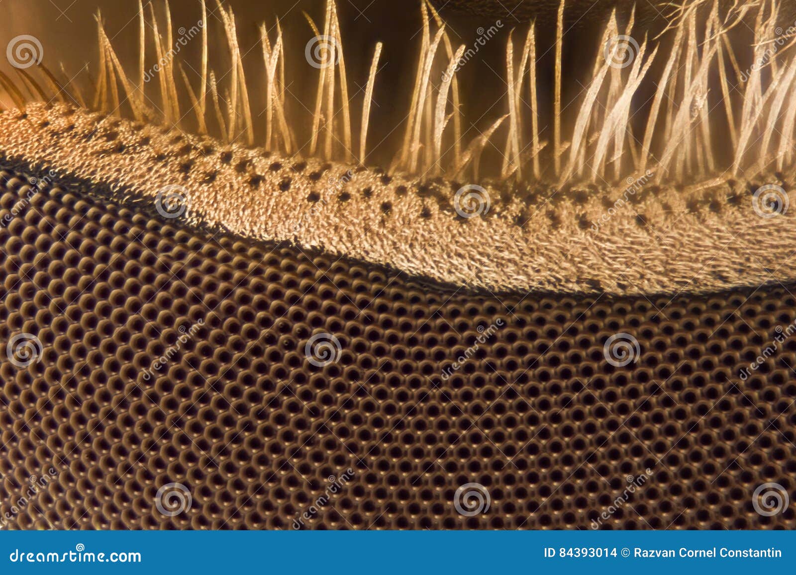 Extreme Magnification - Hoverfly Eye at 20x Stock Photo - Image of face ...