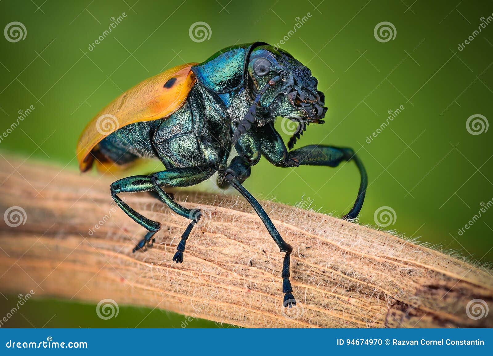Jewel Bug Beetle On Leaf Root Edge, Lychee Shield Is Also Called As ...