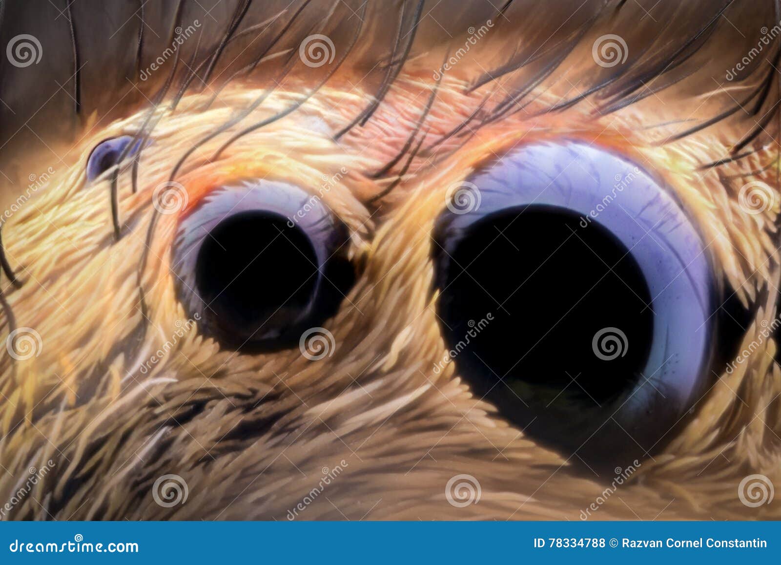 Extreme Magnification - Jumping Spider Eyes Stock Photo - Image of head ...
