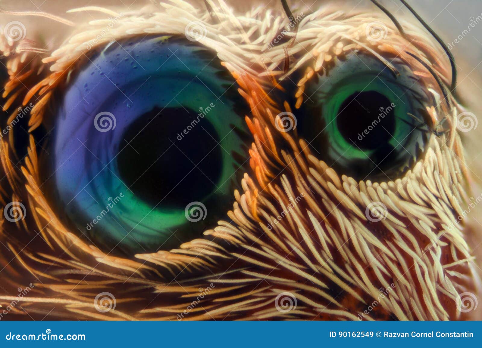 Extreme Magnification - Jumping Spider Eyes Stock Image - Image of head ...