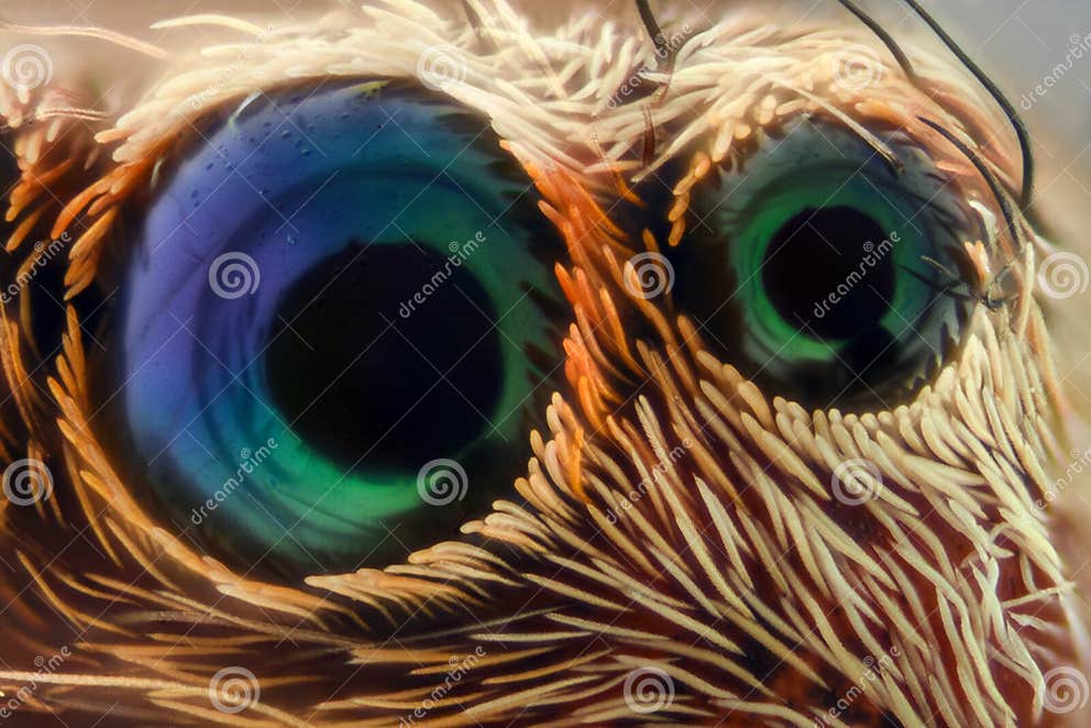 Extreme Magnification - Jumping Spider Eyes Stock Image - Image of head ...