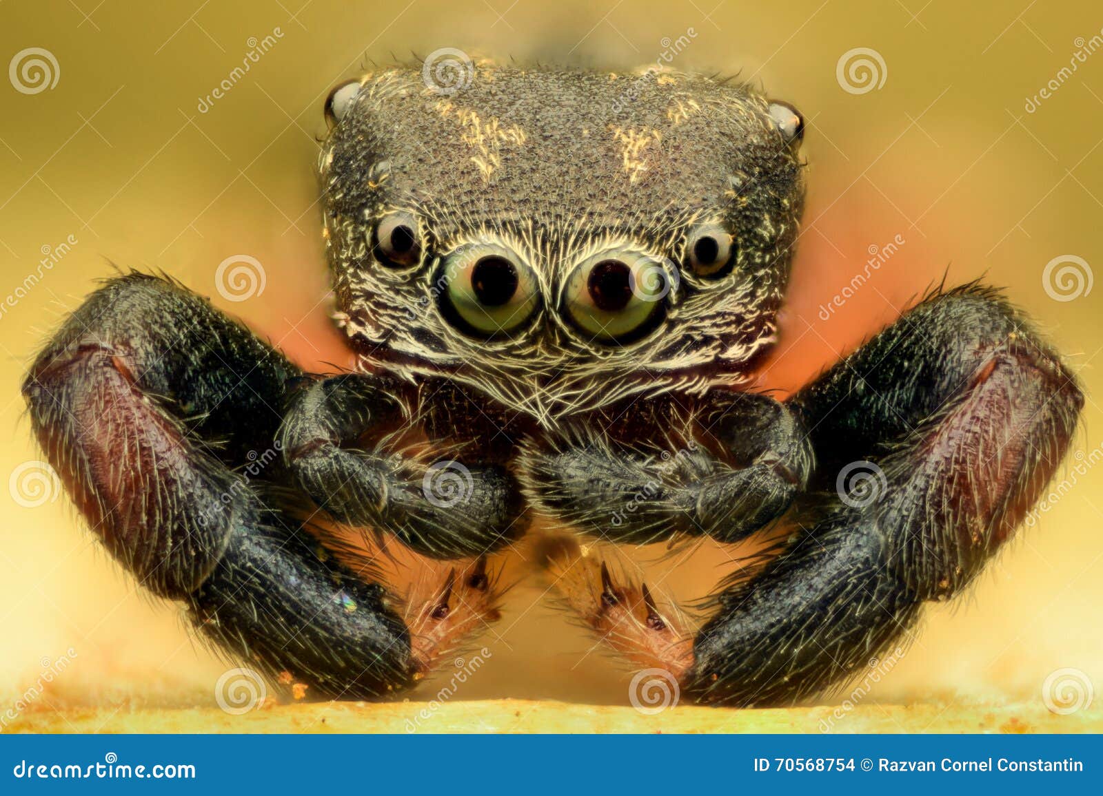 Extreme Magnification - Jumping Spider Stock Photo - Image of eyeballs ...