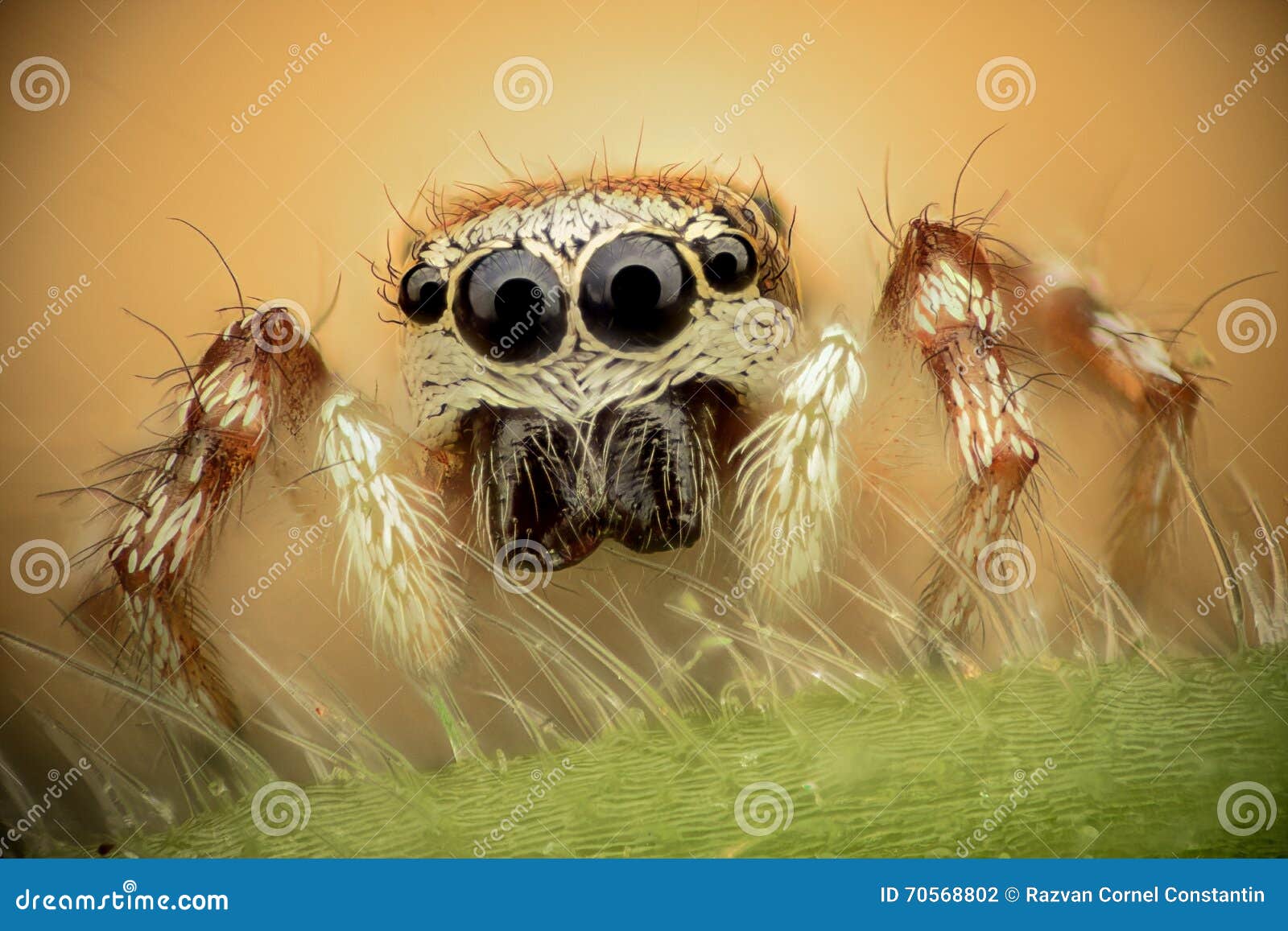 Extreme Magnification - Jumping Spider Stock Photo - Image of europe ...