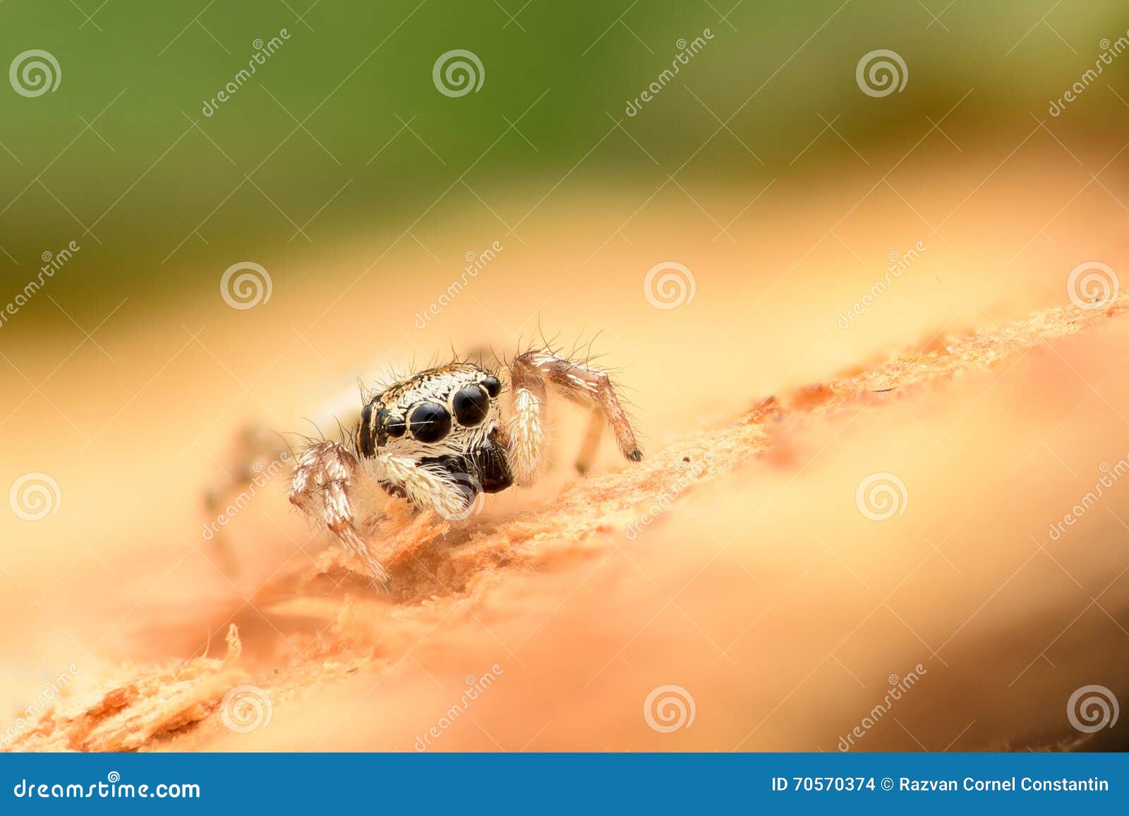 Extreme Magnification - Jumping Spider Stock Photo - Image of details ...