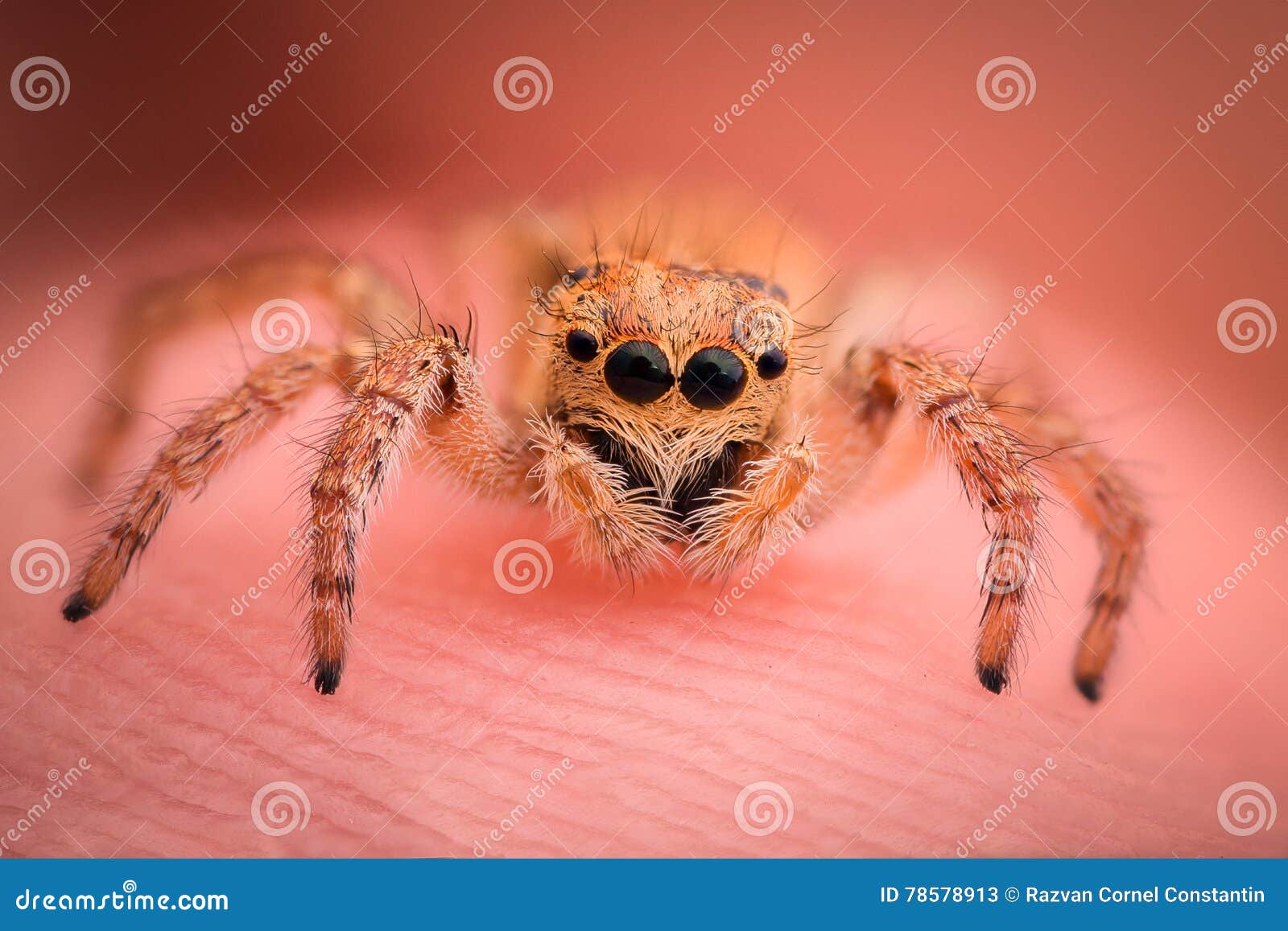 Spider On Finger Royalty-Free Stock Photography | CartoonDealer.com ...
