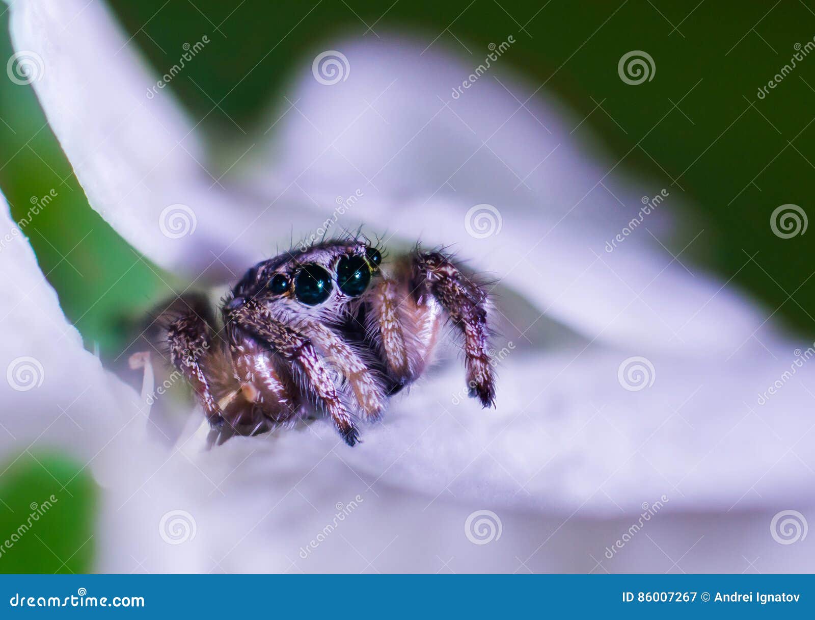 Extreme Magnification - Jumping Spider Stock Image - Image of life ...