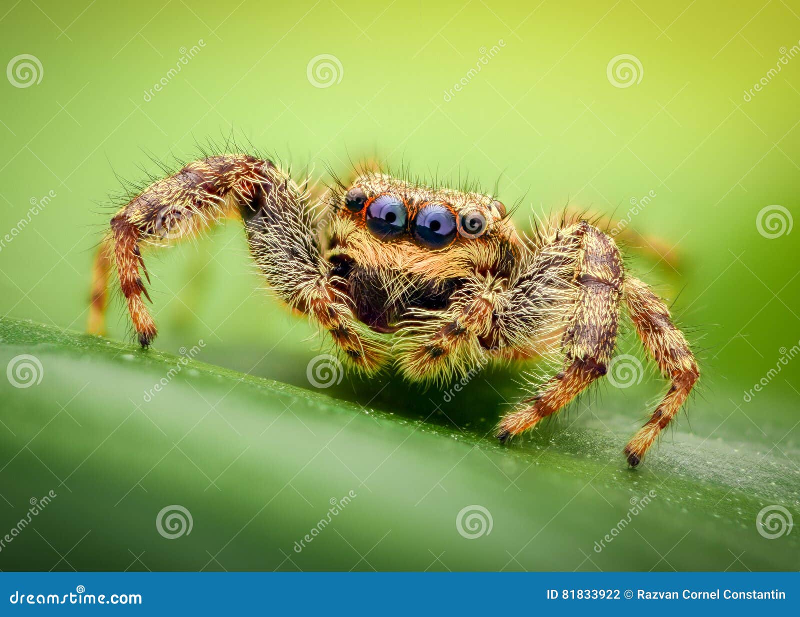 Extreme Magnification - Jumping Spider on a Leaf Stock Photo - Image of ...