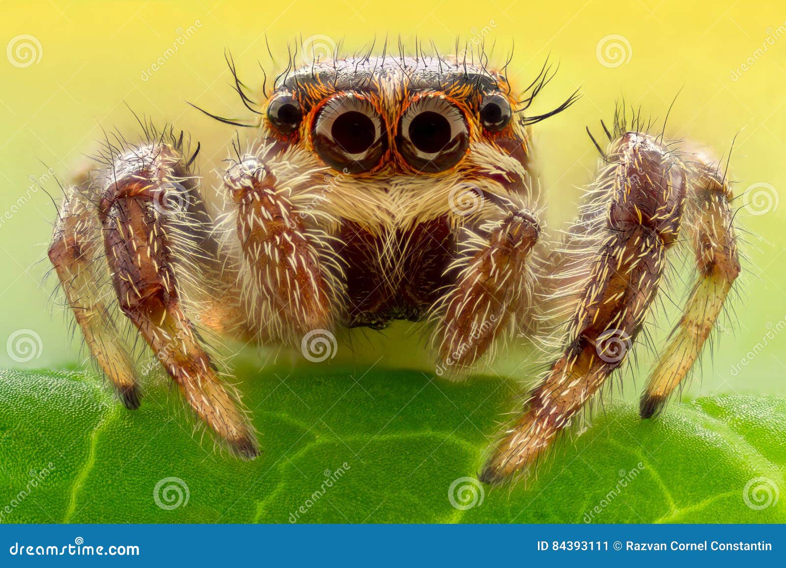 Extreme Magnification - Jumping Spider on a Leaf Stock Image - Image of ...