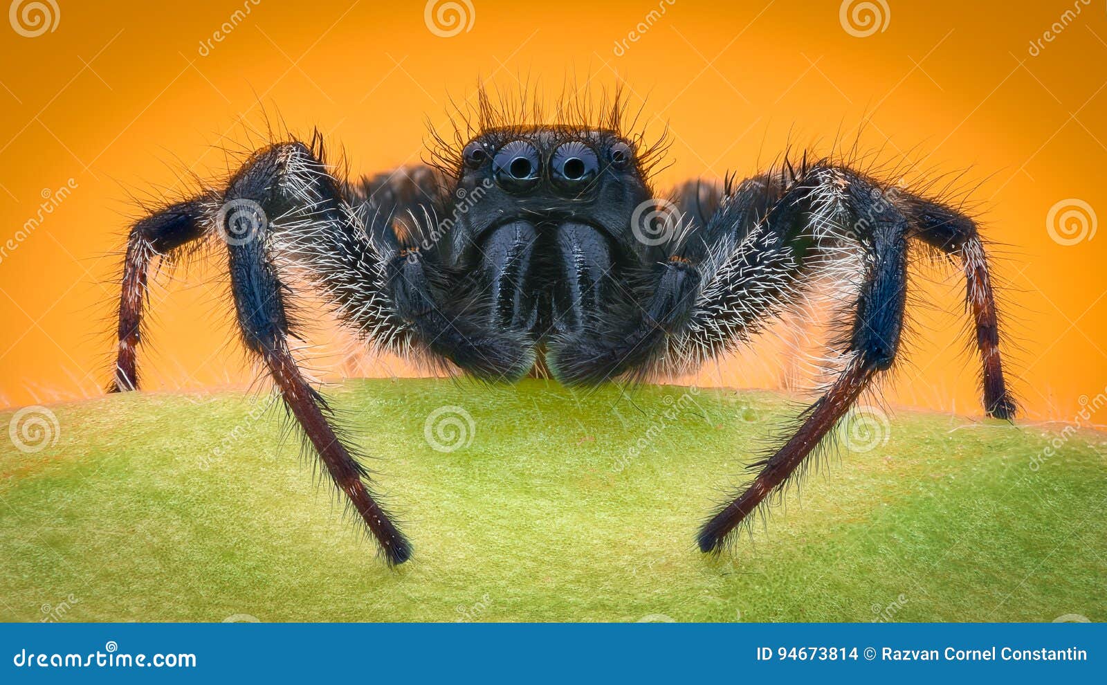Extreme Magnification - Jumping Spider Stock Photo - Image of large ...