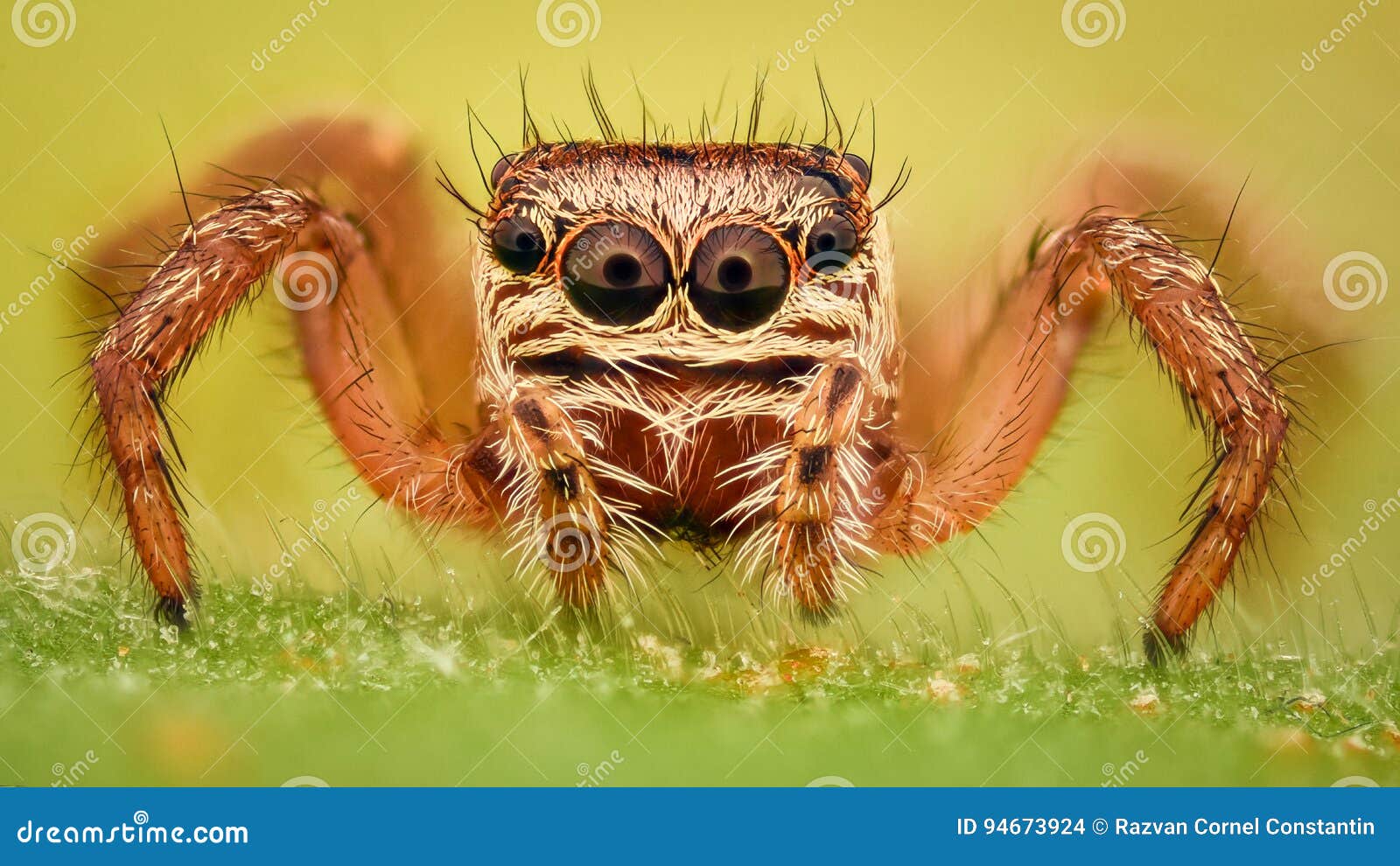 Extreme Magnification - Jumping Spider Stock Photo - Image of common ...