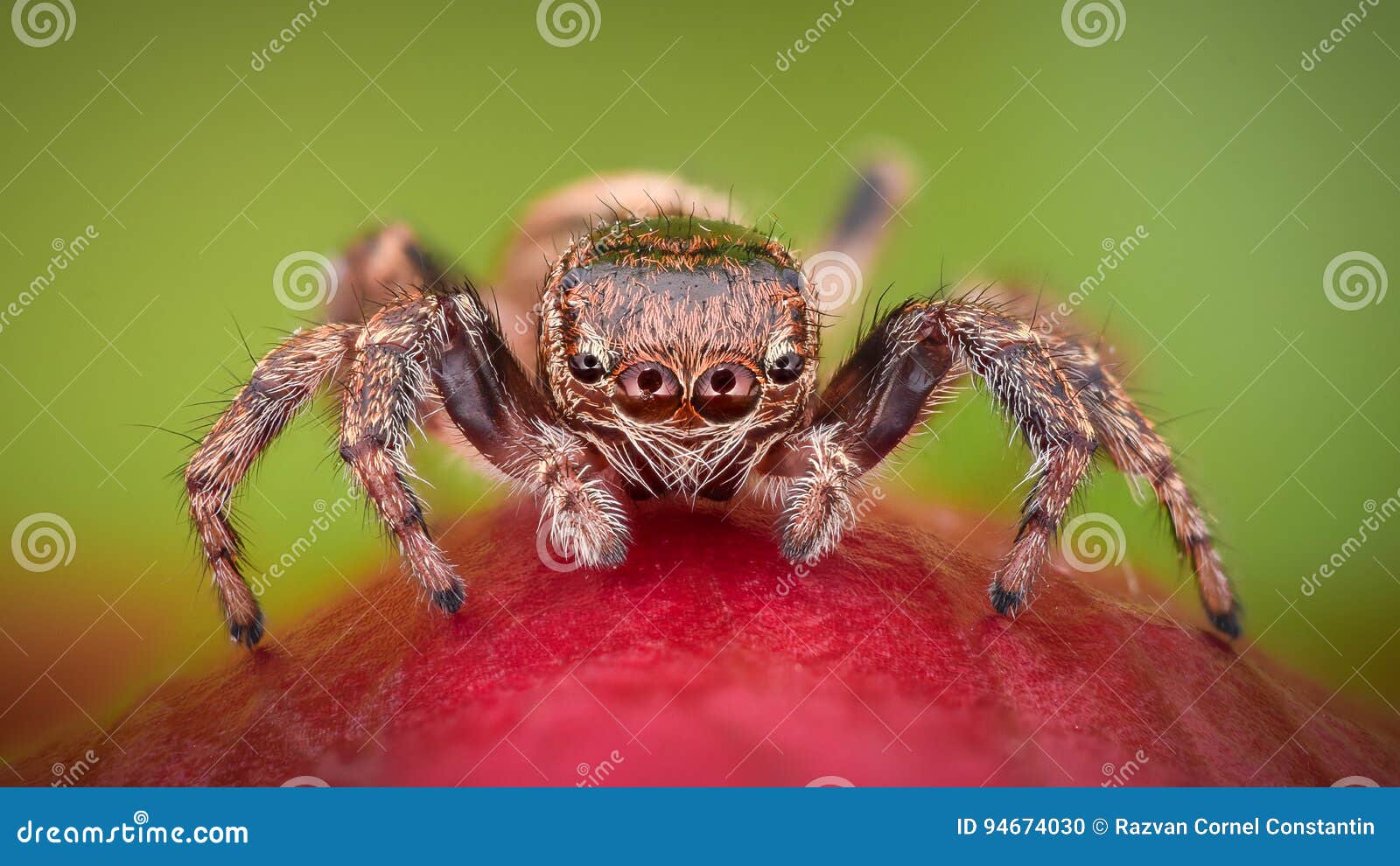 Extreme Magnification - Jumping Spider Stock Photo - Image of colorful ...