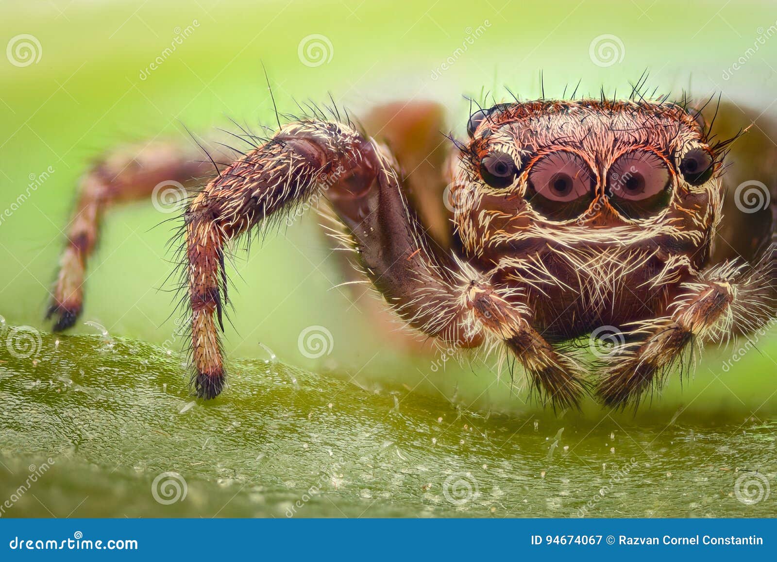 Extreme Magnification - Jumping Spider Stock Image - Image of biology ...