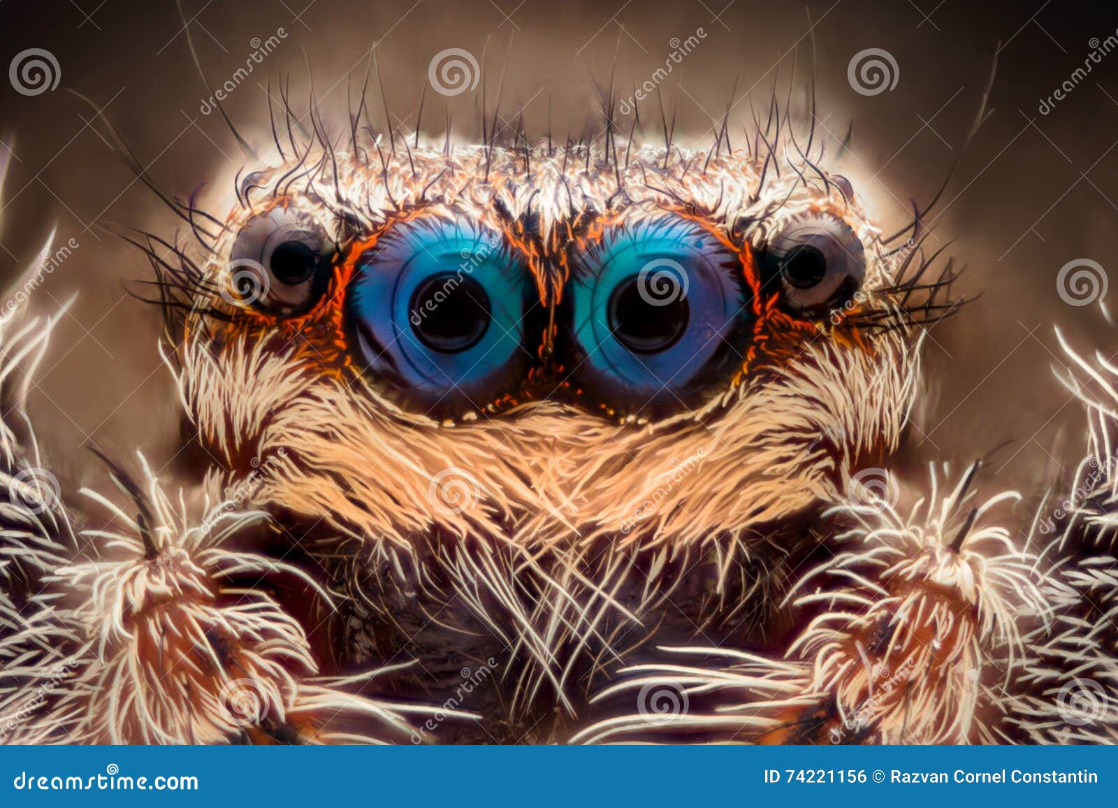 Extreme Magnification - Jumping Spider Portrait Stock Photo - Image of ...