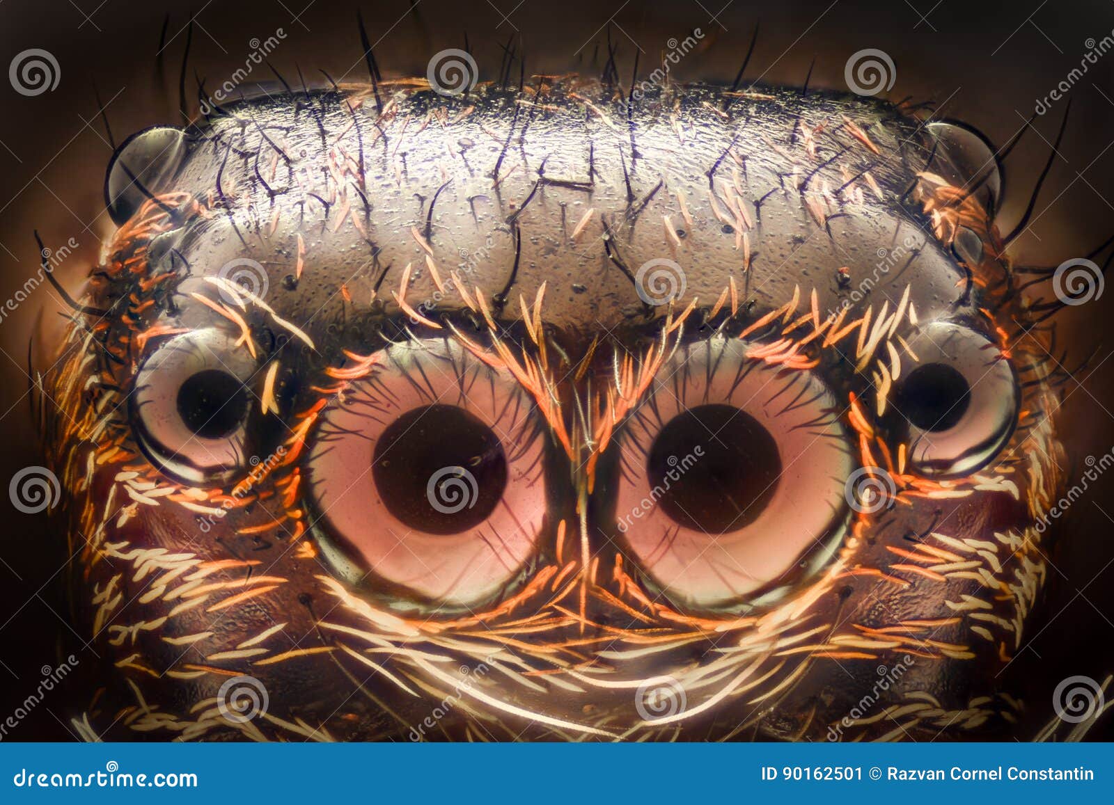 Extreme Magnification - Jumping Spider Portrait Stock Image - Image of ...