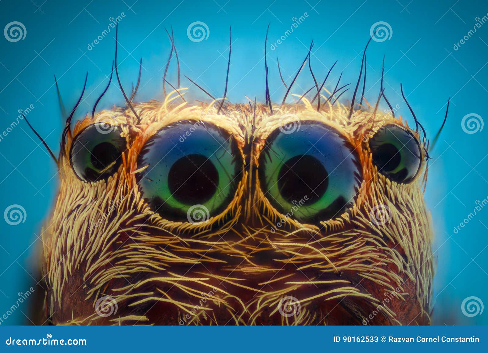 Extreme Magnification - Jumping Spider Portrait Stock Image - Image of ...