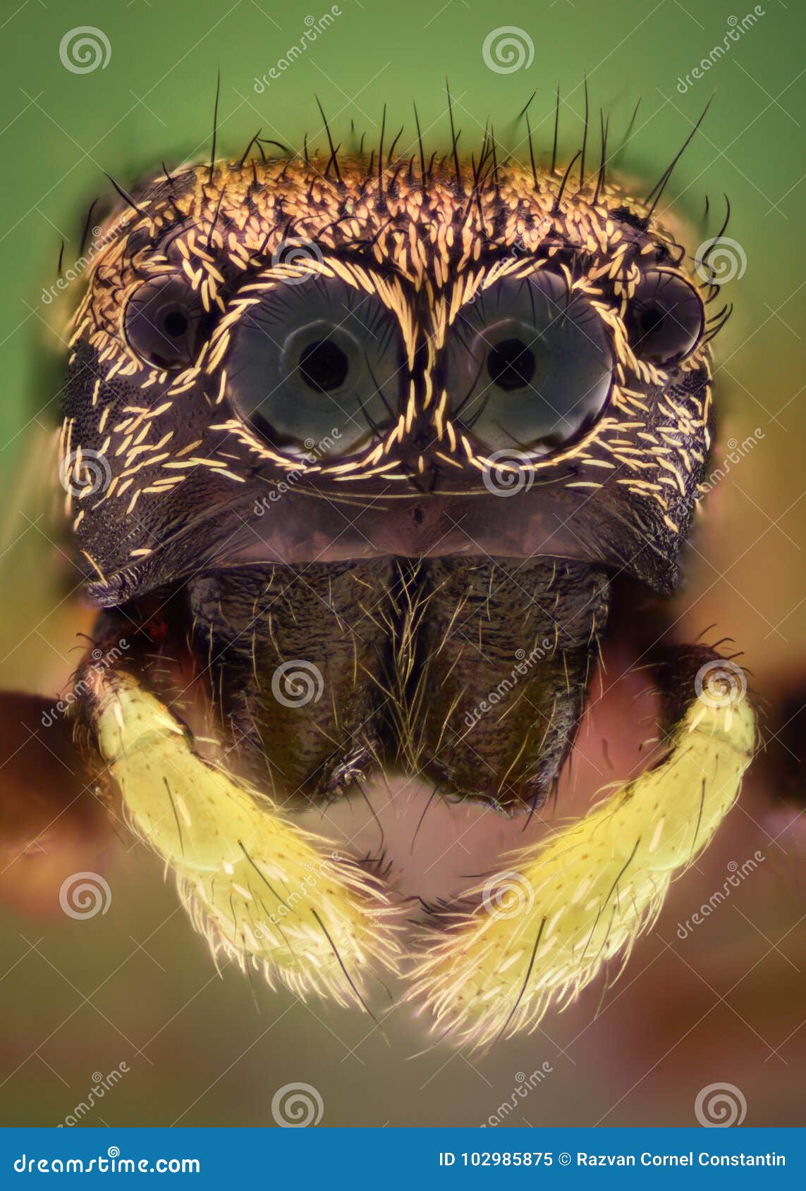 Extreme Magnification - Jumping Spider Eyes, Front View Stock Image ...
