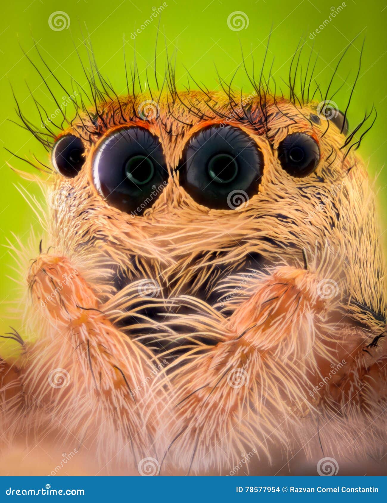 Extreme Magnification - Jumping Spider Portrait, Front View Stock Photo ...