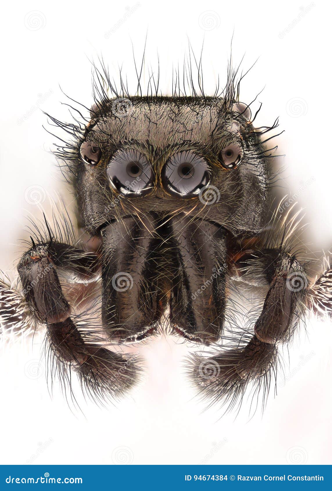Extreme Magnification - Jumping Spider Portrait Stock Photo - Image of ...