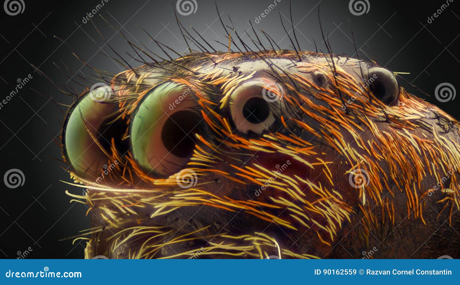 Extreme Magnification - Jumping Spider Portrait Stock Illustration ...